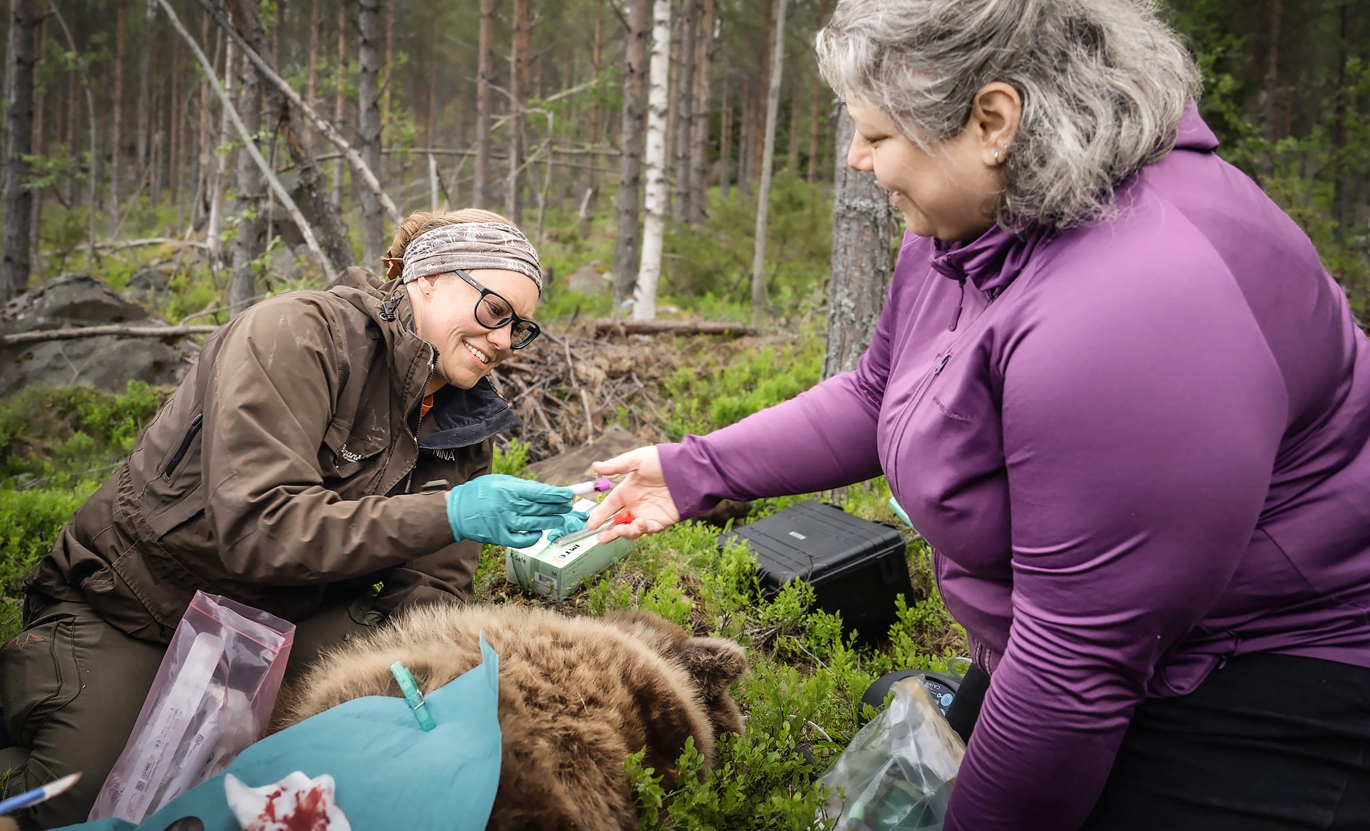 Björnen sover - då flyttar Helena labbet till skogen | Vårdfokus